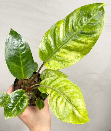 Anthurium Renaissance Yellow Variegated // Actual Plant | The Terrarium
