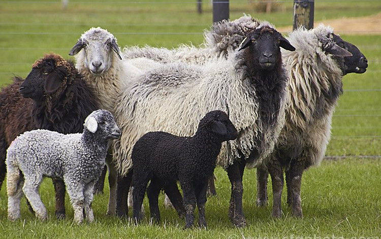 Exploring Middle Eastern Sheep: Popular Varieties and Their Benefits