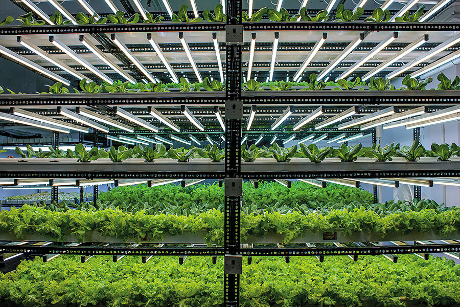 Indoor Vertical Farms | Greener Crop