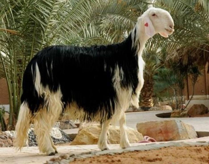Exploring Middle Eastern Sheep: Popular Varieties and Their Benefits