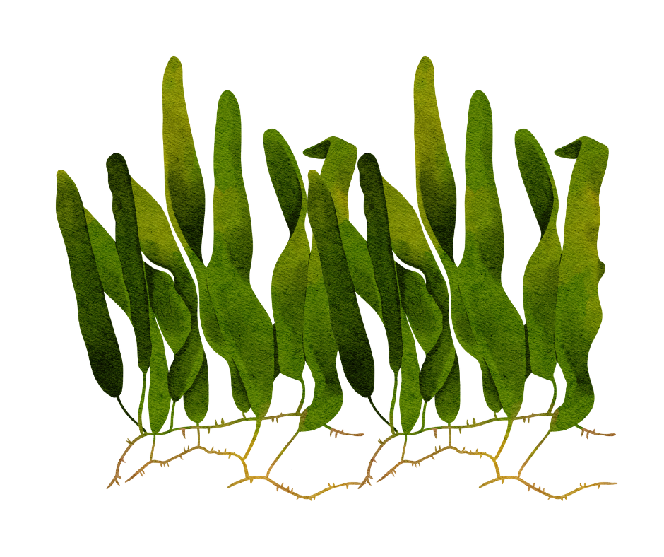 World Seagrass Day - Citizen Science Session | The Ecology Centre
