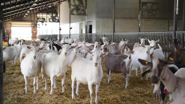 How is Goat Cheese Made? Chevre Making Explained