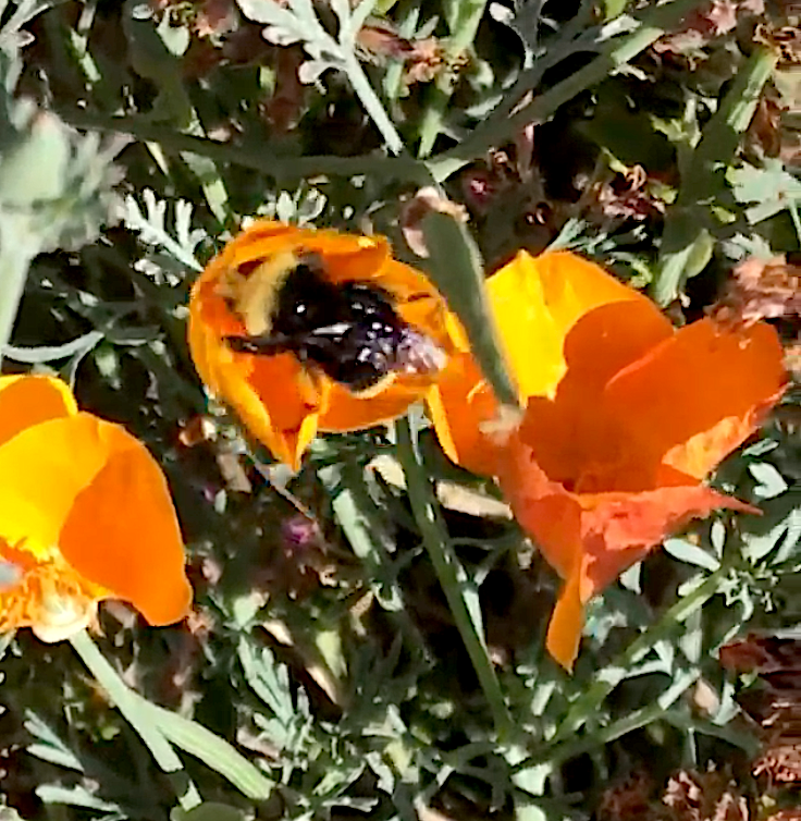 The Pollinator Connection: Bee native