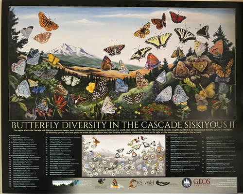 Butterfly Diversity! | pollinatorprojectroguevalley