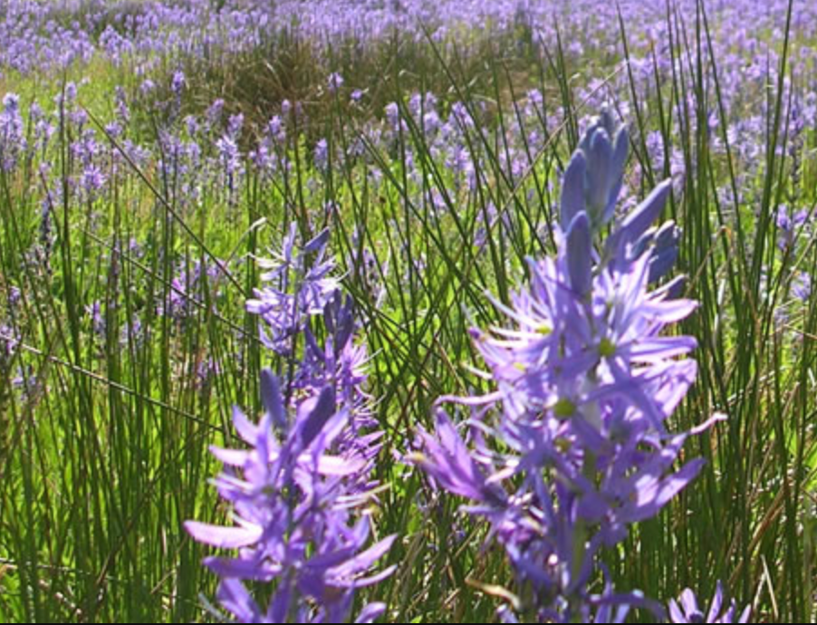 Collect Camas Seed with PPRV & Rogue Native Plant Partnership ...