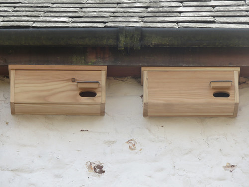 2 x Swift Boxes | Wild Shack