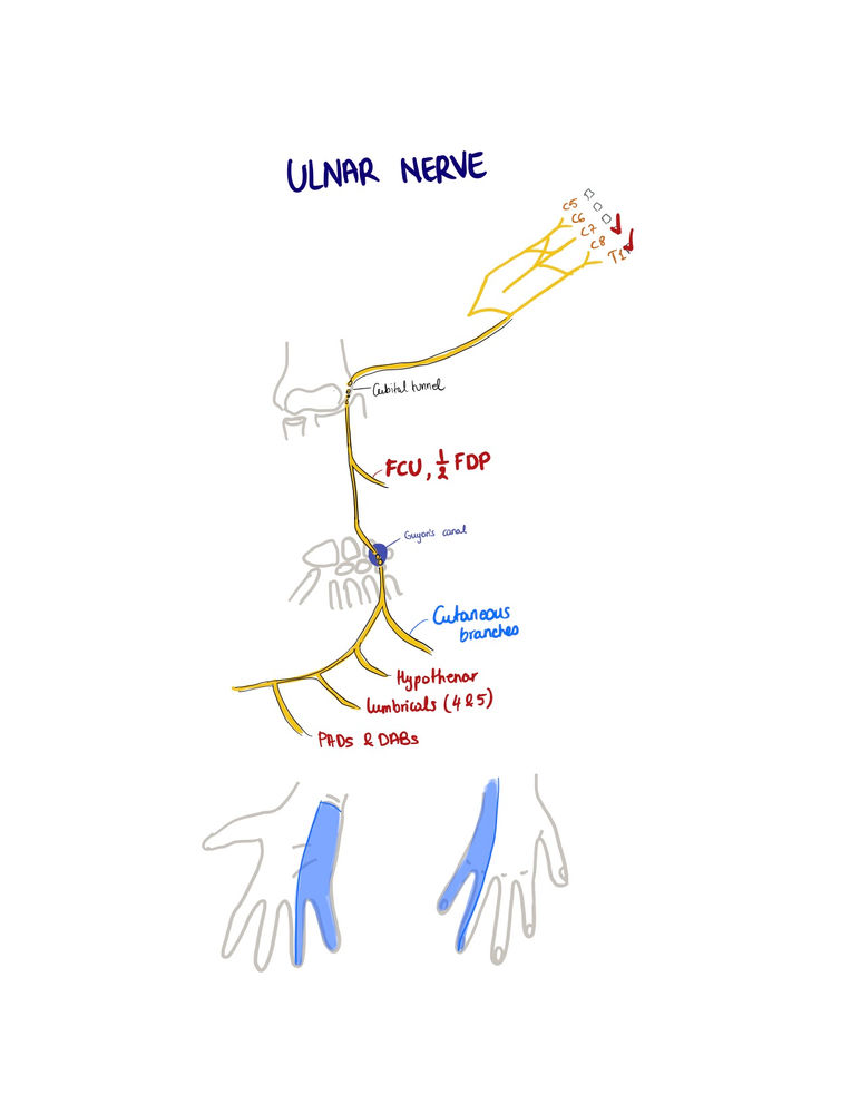 MEDIAN, ULNER, RADIAL NERVES AND CUTANEOUS INNERVATION OF UPPER LIMB