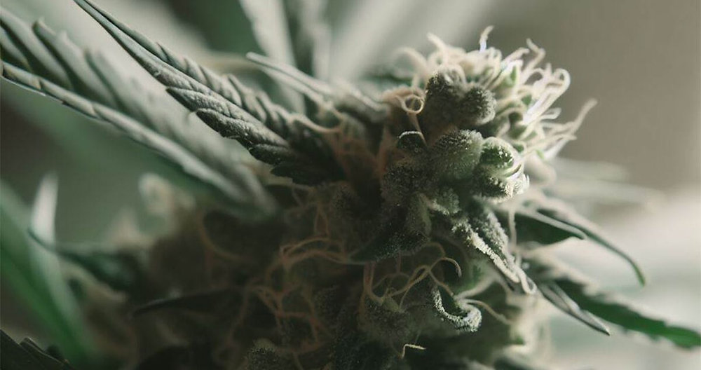 Black Dog strain