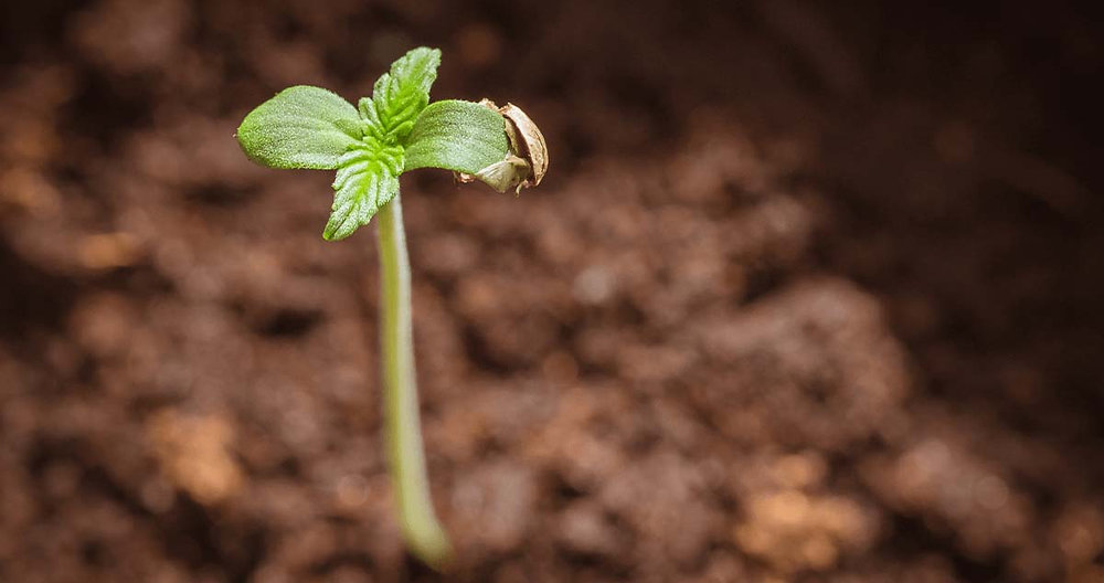 Germination guide for autoflowering seeds
