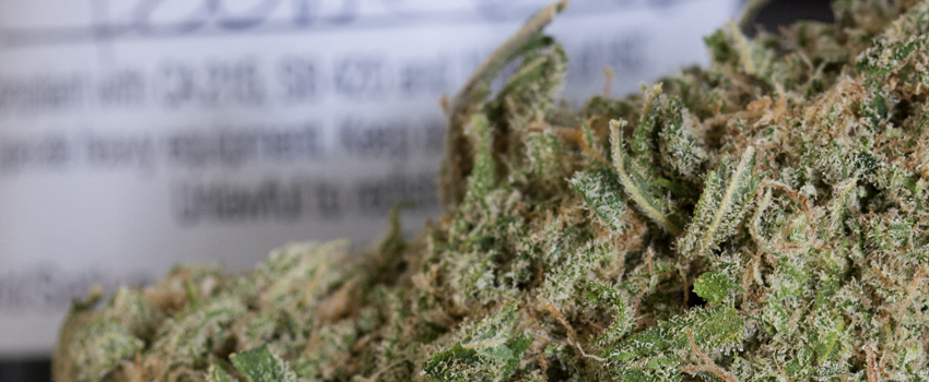 Double Dream Strain