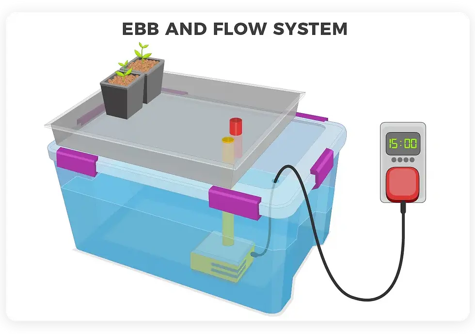 Growing cannabis with Ebb and Flow hydroponics