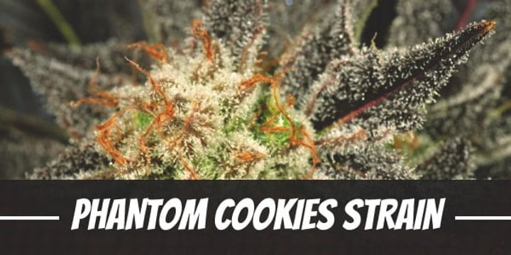 Phantom Cookies Strain