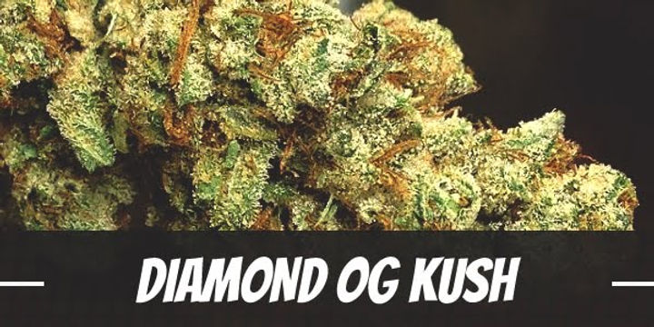 Diamond OG Kush Strain