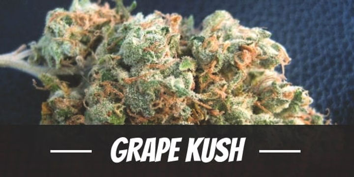 Grape Kush Strain