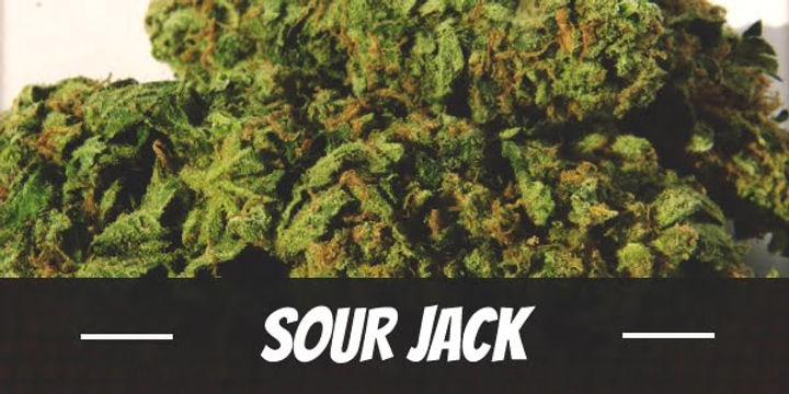 Sour Jack Strain
