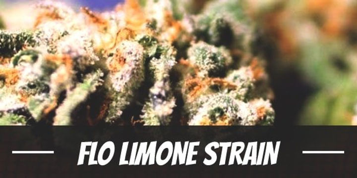 Flo Limone Strain