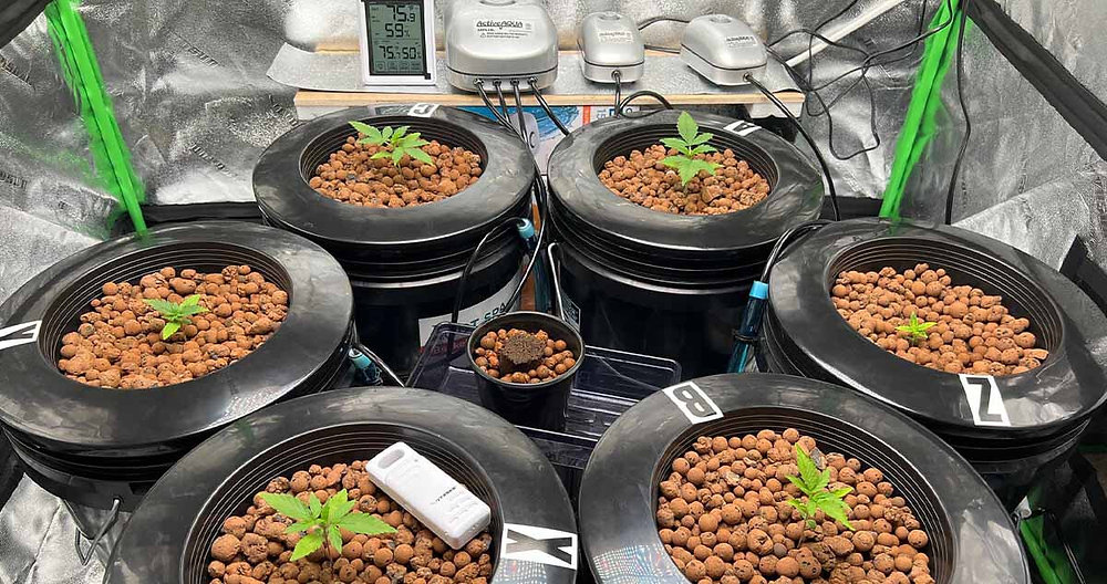 Growing Cannabis with Deep Water Culture (DWC)