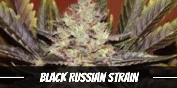Black Russian Strain
