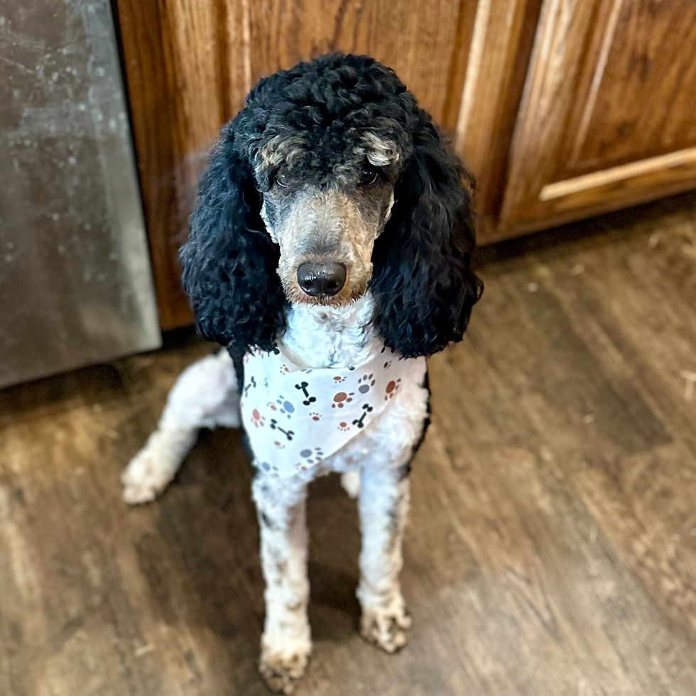 Poodles & Doodles | Partridge Doodles