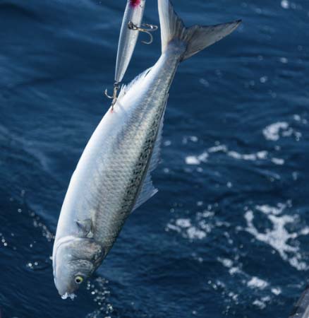 The Best Fishing Spots in New Zealand – A Local’s Guide