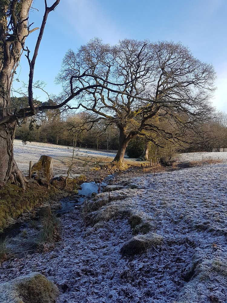 Roots: On the power of trails and the majesty of ancient trees