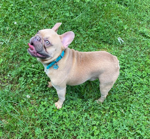 French Bulldog & Frenchton Breeders | Shiloh Hill Frenchies And Frenchtons