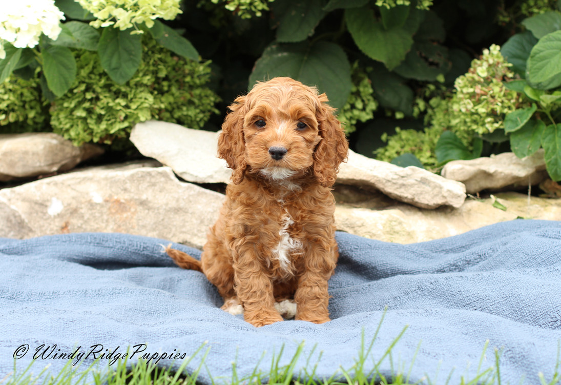 Windy Ridge Puppies | Cockapoo for Sale | Cockapoos for Sale l Cockapoo ...
