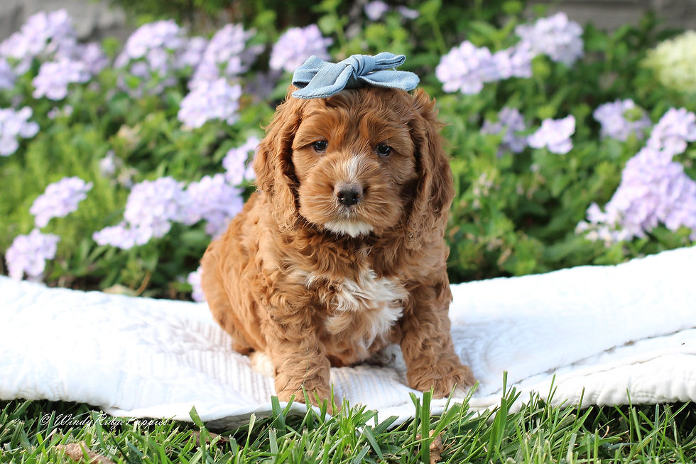 Windy Ridge Puppies | Cockapoo for Sale | Cockapoos for Sale l Cockapoo ...