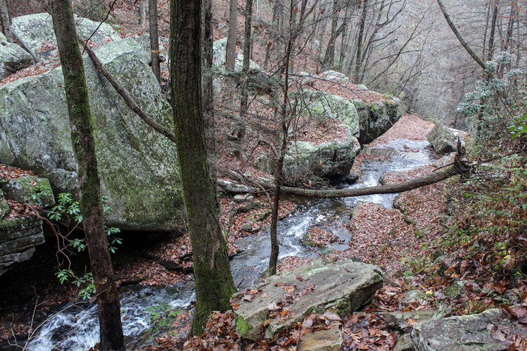 Trail Trials: Cloudland Canyon