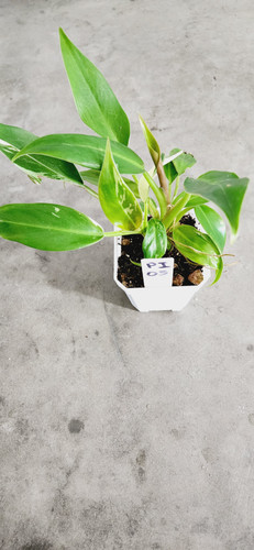 Philodendron Wend-Imbe Variegata | Tropical Rare Plants