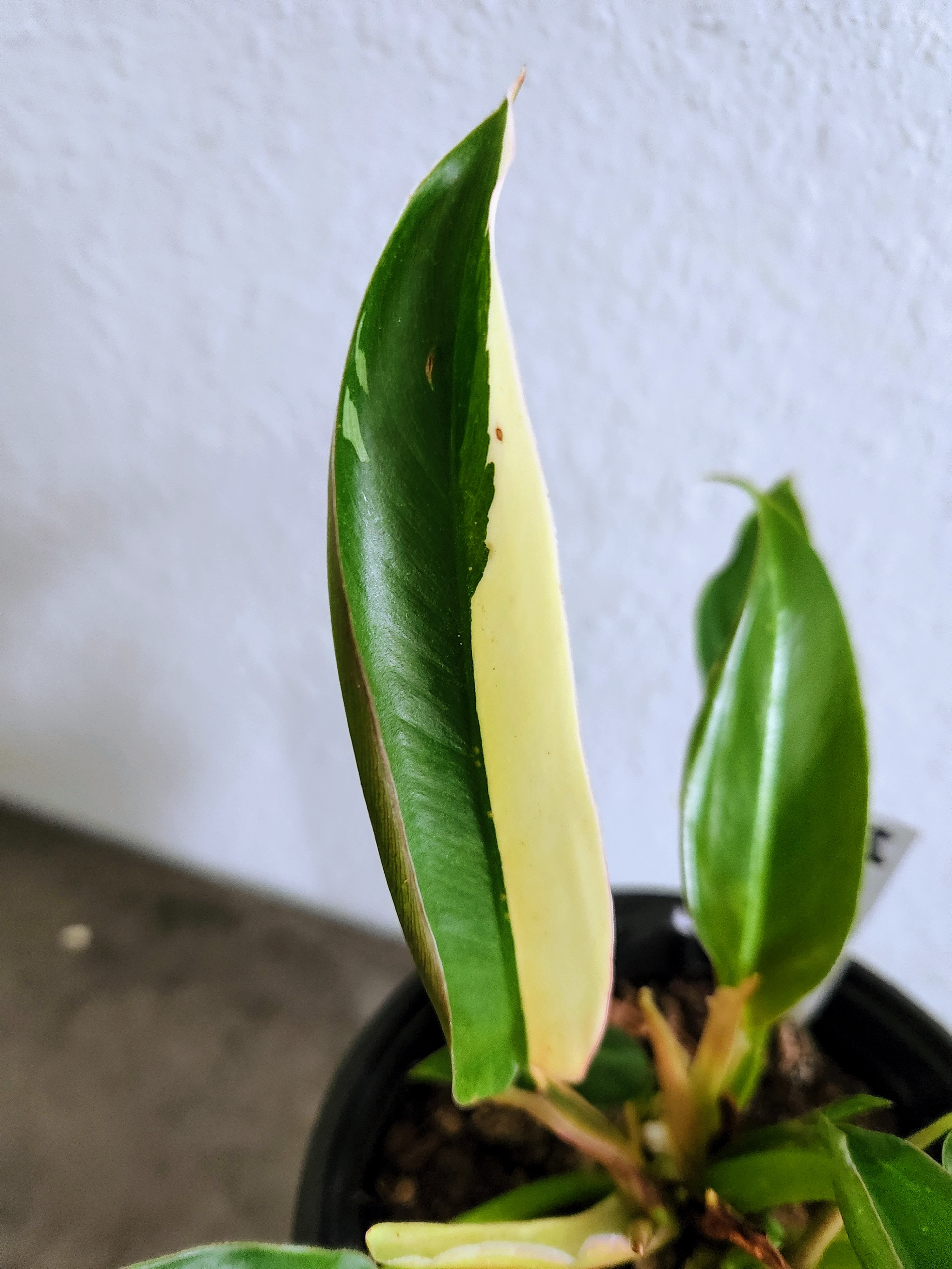 potted Philodendron Wende-imbe Home & Living Outdoor & Gardening etna ...