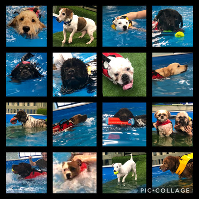 Paws In The Pool! Swimming For Dogs In Ardingly