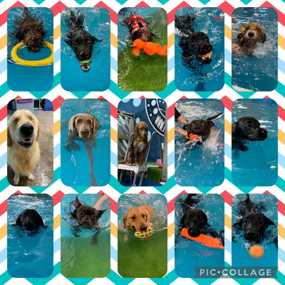 Paws In The Pool! Swimming For Dogs In Ardingly