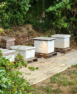 About Us | Gravesyard Apiary
