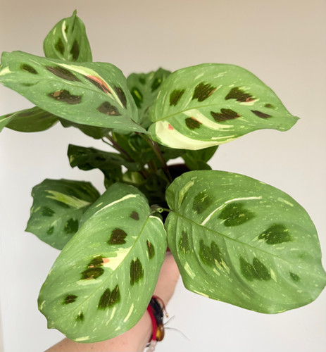 Maranta leuconeura ‘Variegated Fiesta’ | Leaf Love