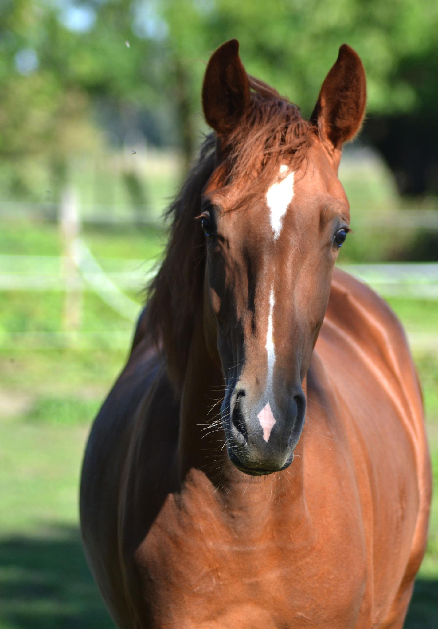 Elevage Eoz Elevage de Chevaux et poneys de sport