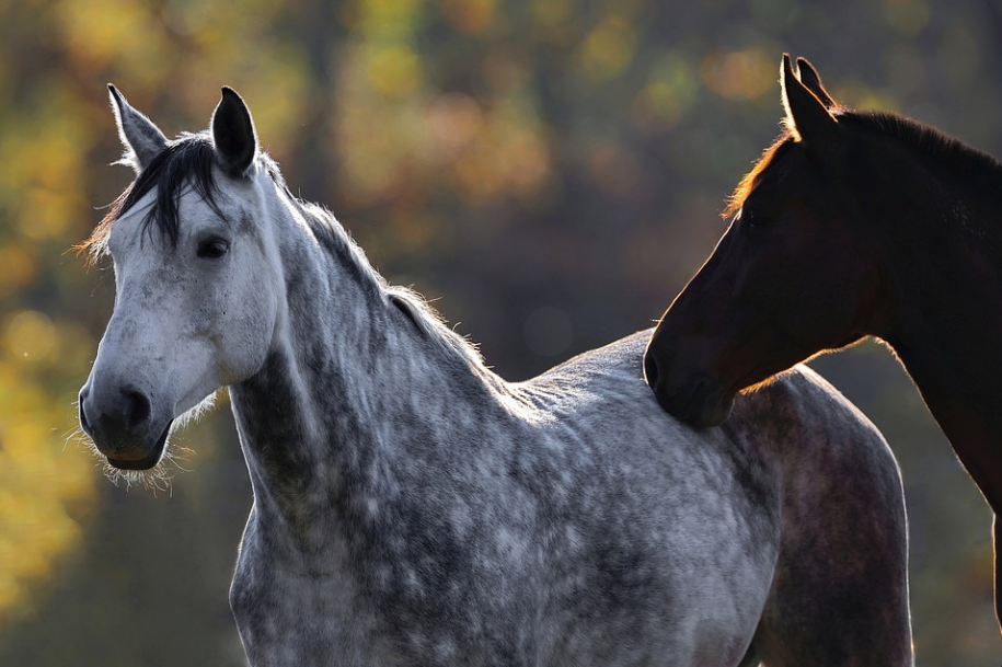 The Color Wheel of Horse Coat Colors