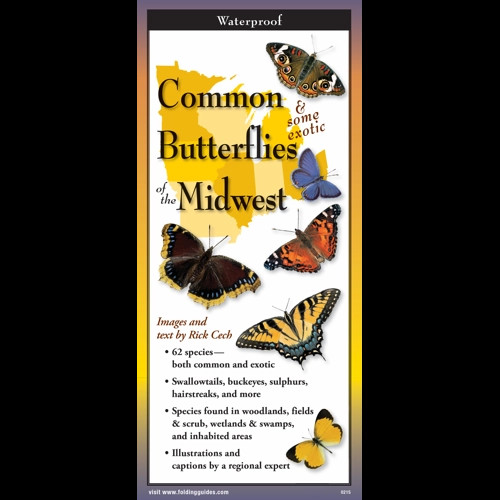 Common Butterflies of the Midwest | My Site