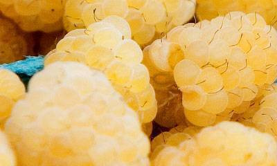 Anne Yellow Raspberries (Bundle of 5 plants) | My Site