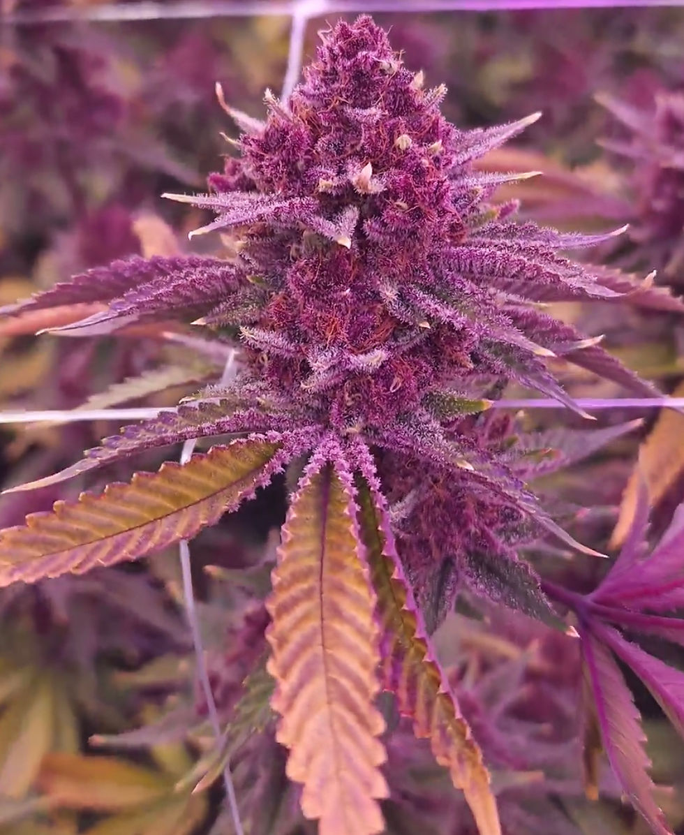 Relentless Genetics | Vortex Seed Bank