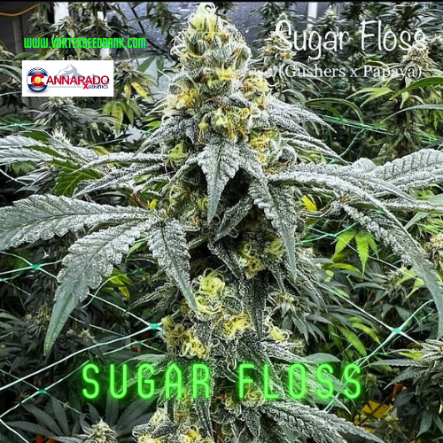 Feminized Seeds | Vortex Seed Bank