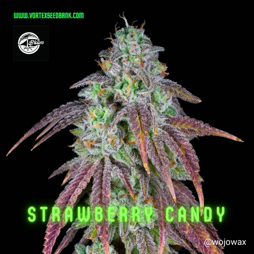 Strawberry Candy | Vortex Seed Bank