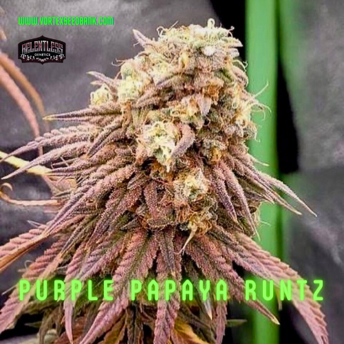 Purple Papaya Runtz | Vortex Seed Bank Purple Papaya Runtz | Vortex Seed Bank