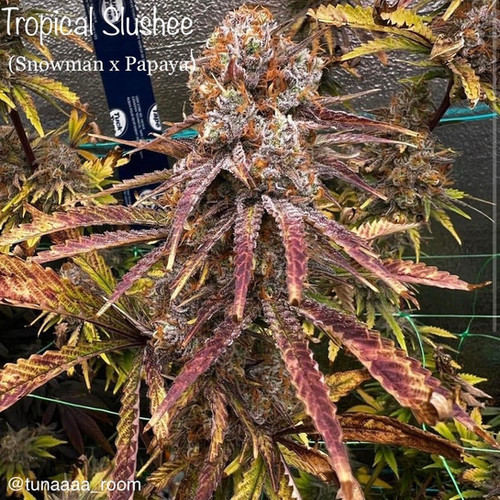 Tropical Slushee | Vortex Seed Bank