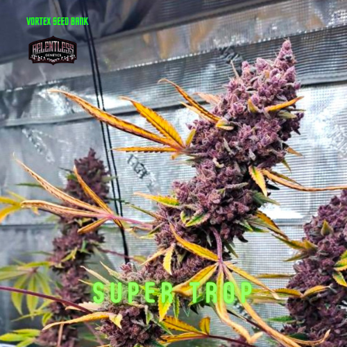 Super Trop | Vortex Seed Bank