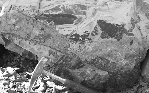 Formación Olmos | Registro fósil