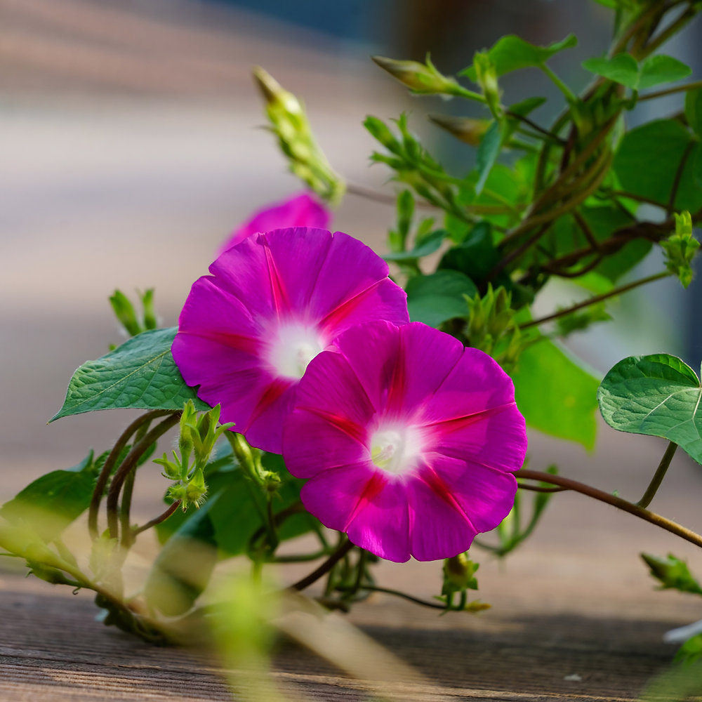 June 25th - The Morning Glory