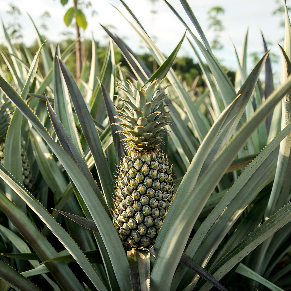 Birth flower for December 20th - The Pineapple