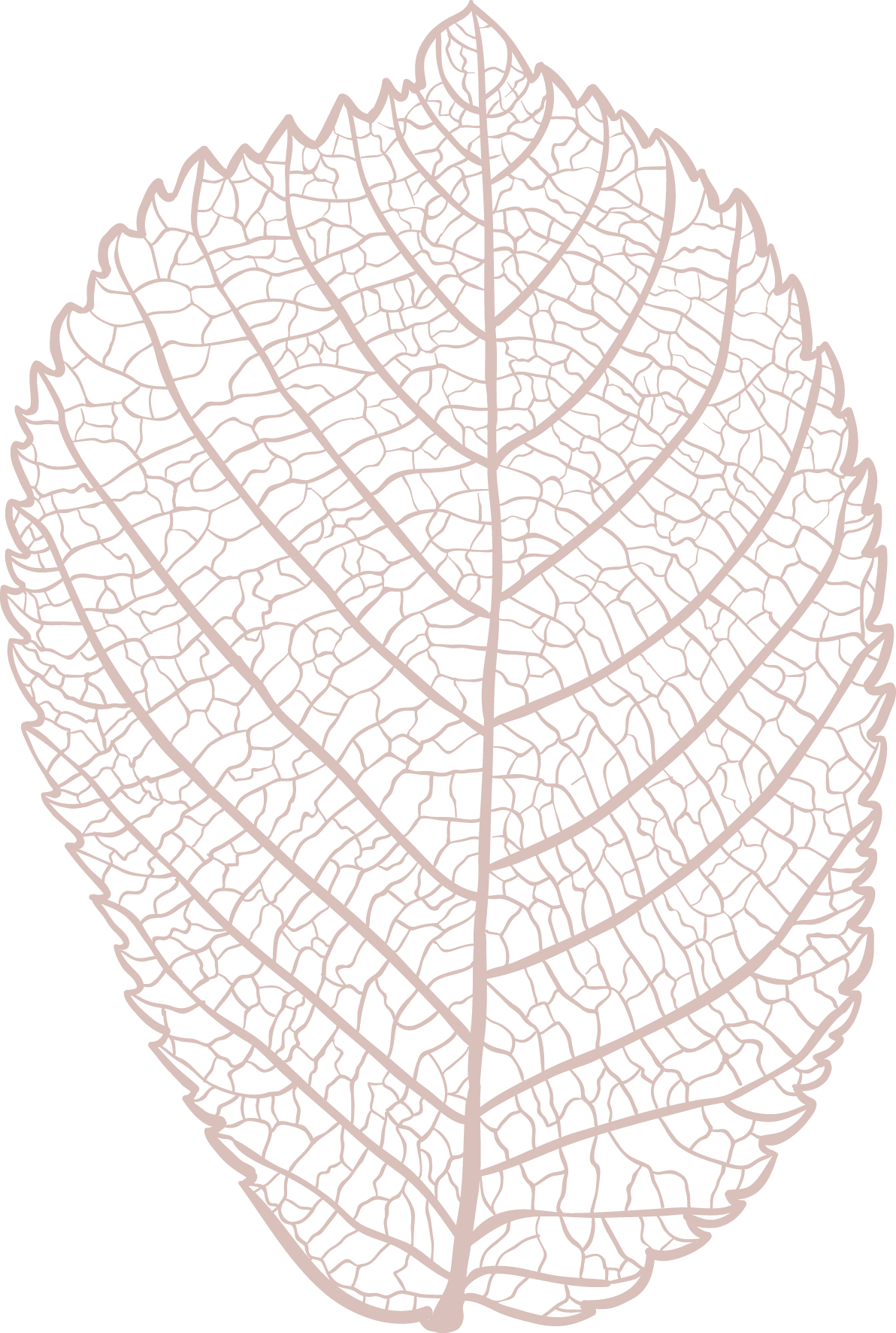 The Salsa Creative Studio | Free Leaf Skeleton Vector Graphics The Salsa Creative Studio | Free Leaf Skeleton Vector Graphics