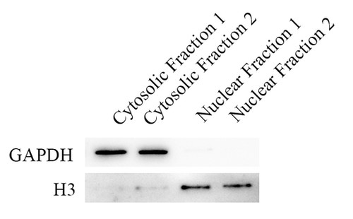 Cytoplasmic & Nuclear Protein Fractionation Kit | EcoTech